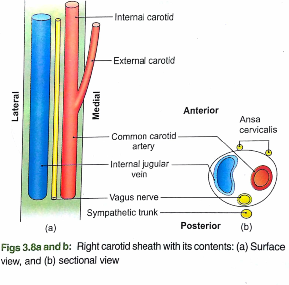 Carotid sheath components – Mnemonics